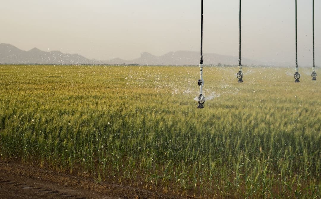 Join UAE Year of Sustainability 2024 for a Greener Future | UAE Year Of