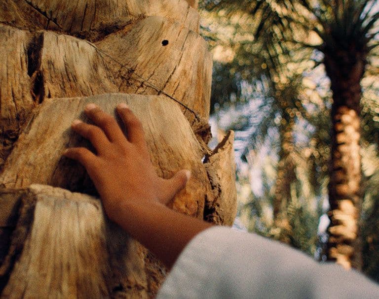 UAE Year of Sustainability 2024: Sheikh Mohammed's Vision | UAE Year of ...